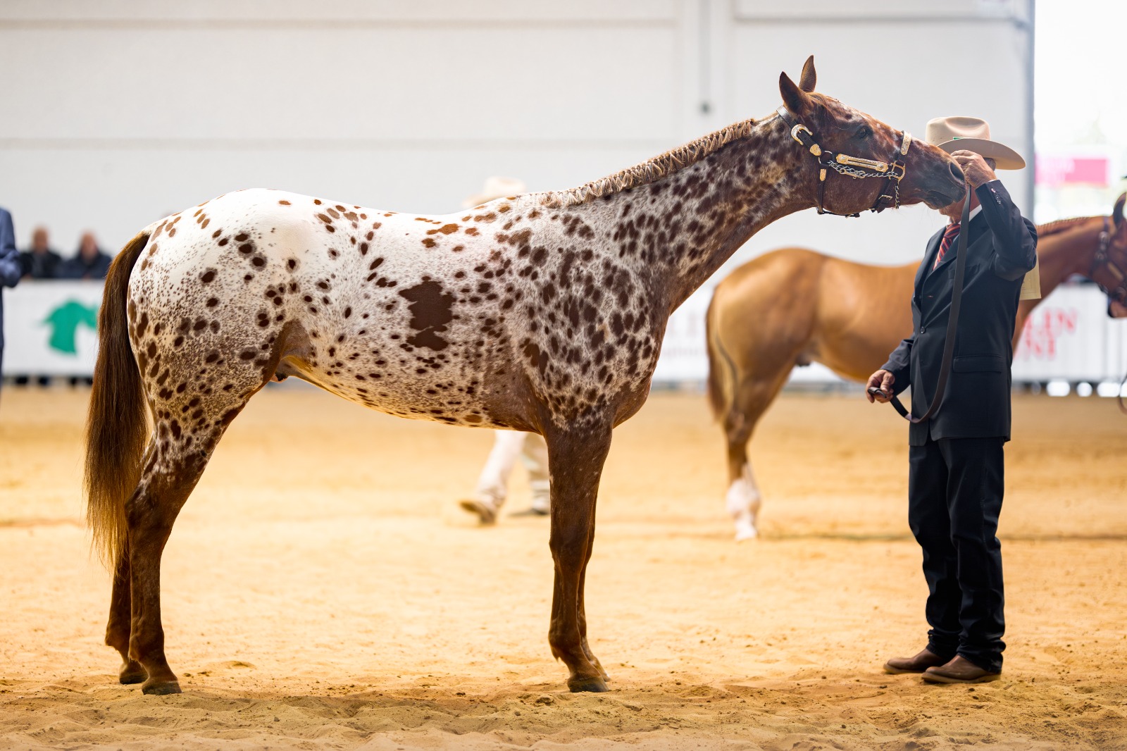 Associazione Italiana Appaloosa – Appassionati e Impegnati nella ...